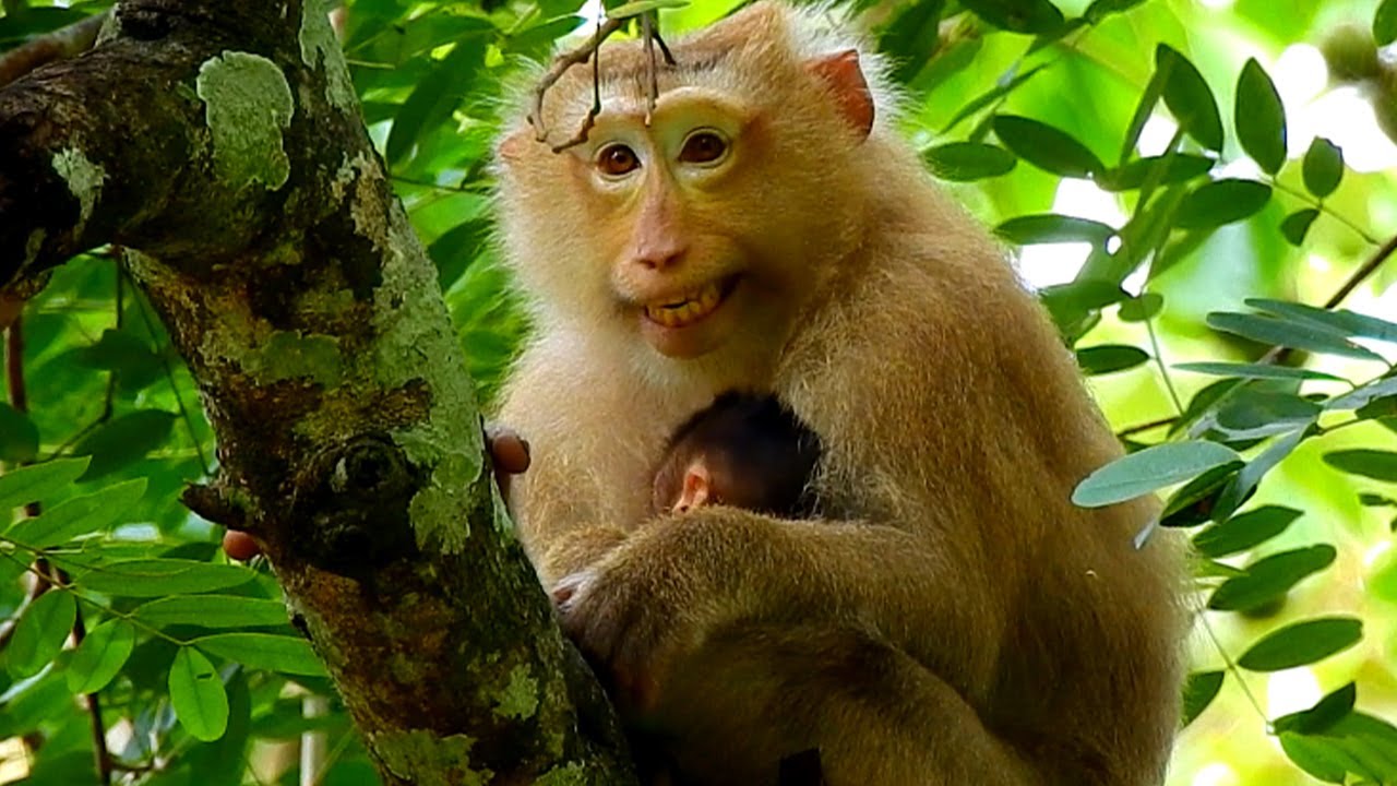 OMG.. Rose Monkey So Calm in Stead Of Discipline Even Her Nipplee Brady ...