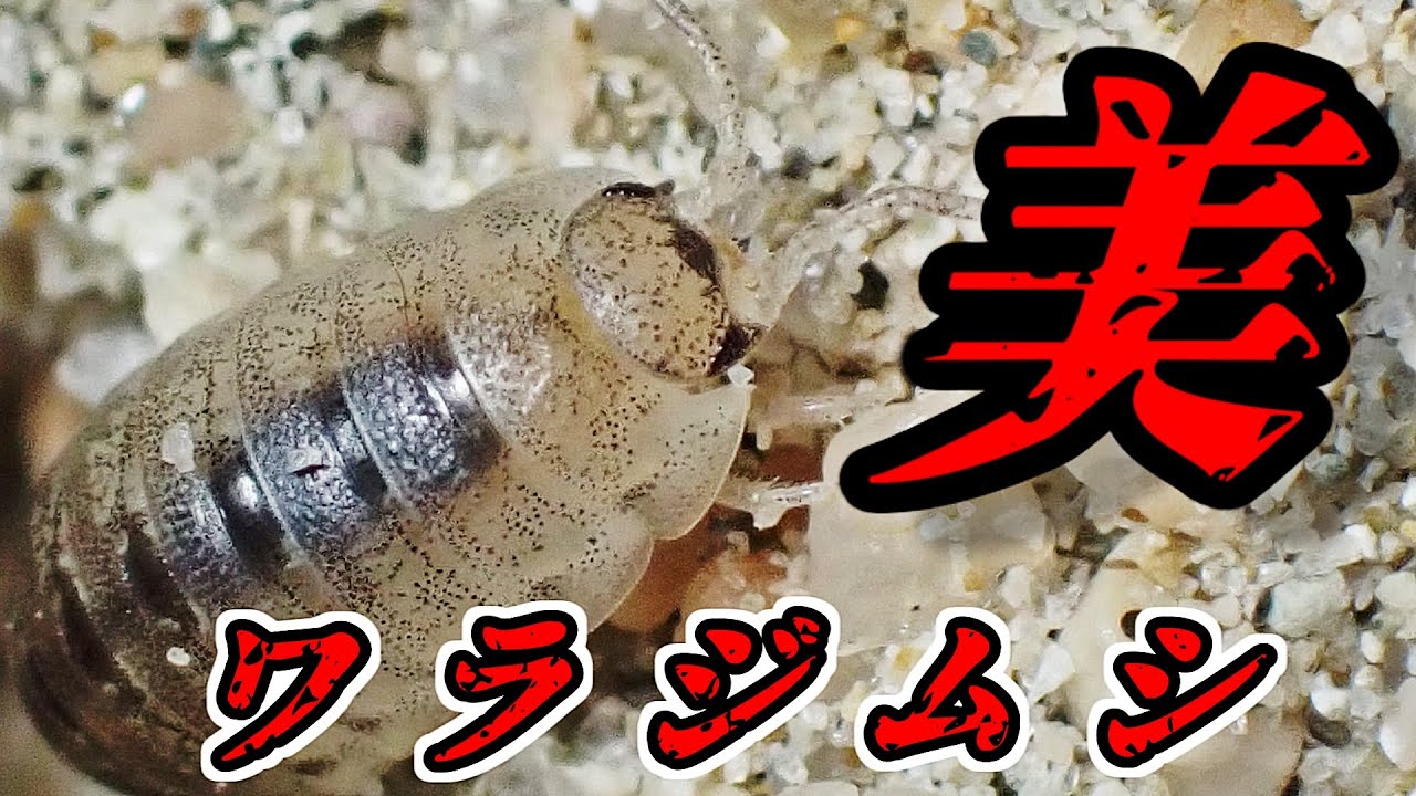 砂浜のワラジムシ！タマワラジムシの一種（ニホンタマワラジムシ？） Alloniscus balssi？ （Woodlouse、草鞋虫 ...