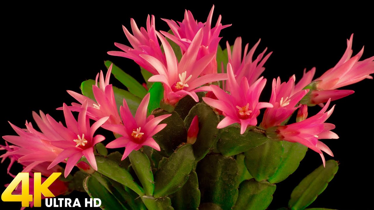 4K Blooming Cactus Flower Time Lapse 🌵 Flower Relaxation Films with ...