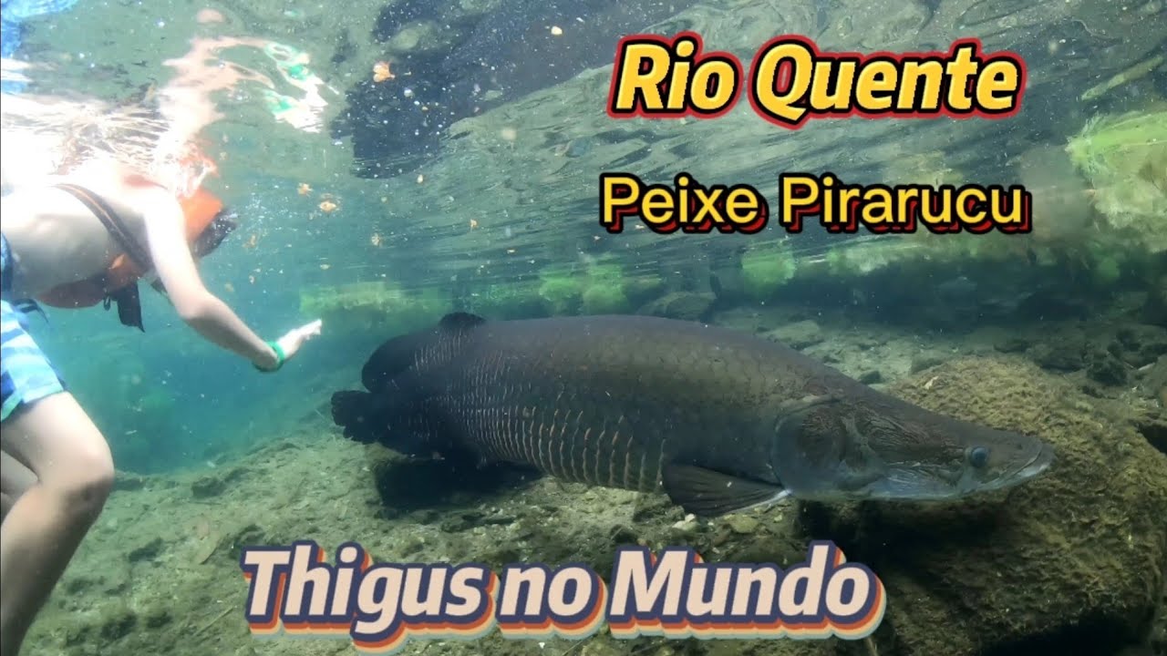 Rio Quente Mergulho Com o Peixe Pirarucu. Pousada Resorts - Caldas ...