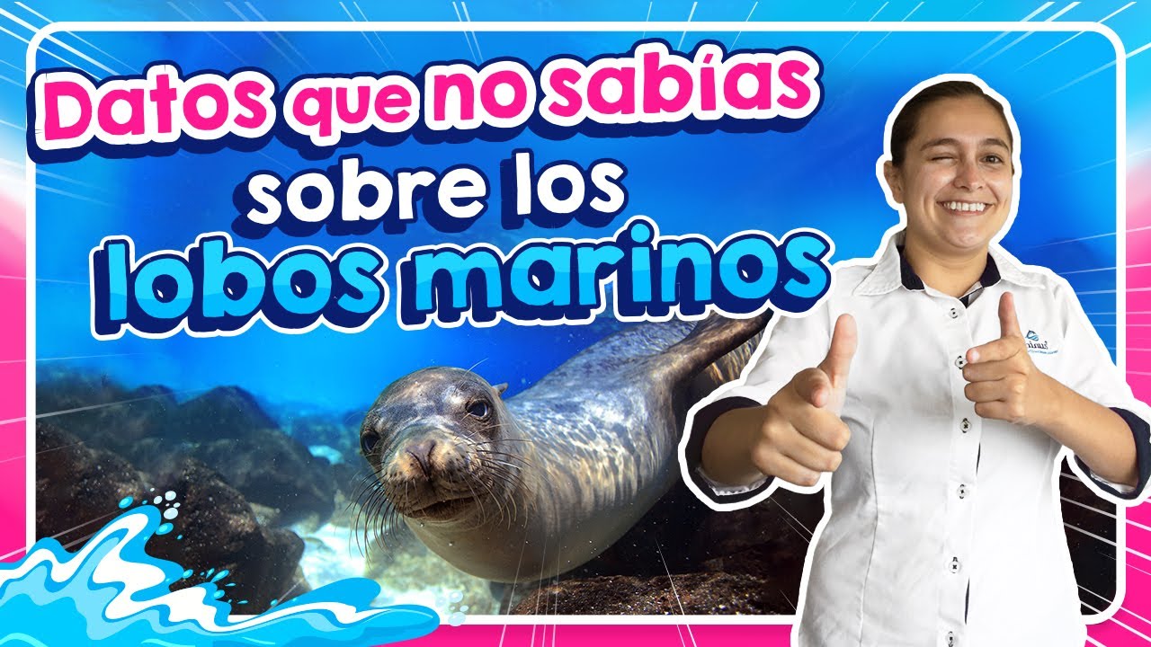 Datos curiosos sobre los lobos marinos l Delphinus - YouTube