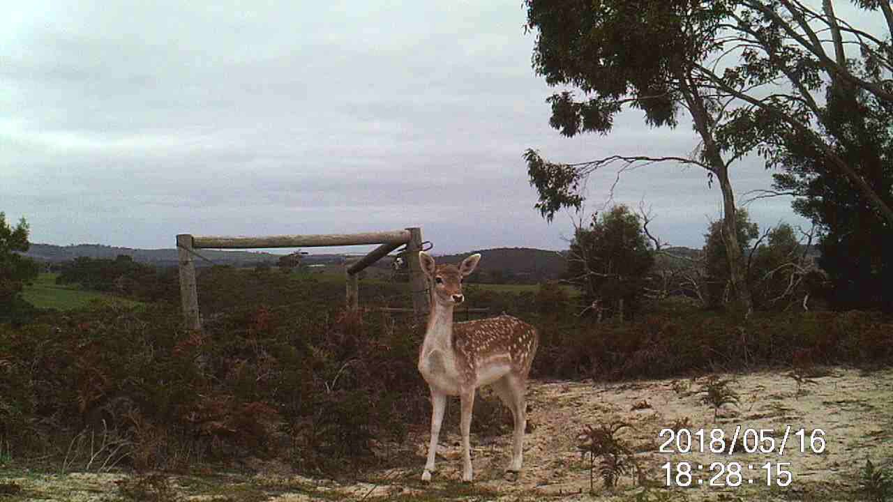 Fallow deer in South Australia - YouTube