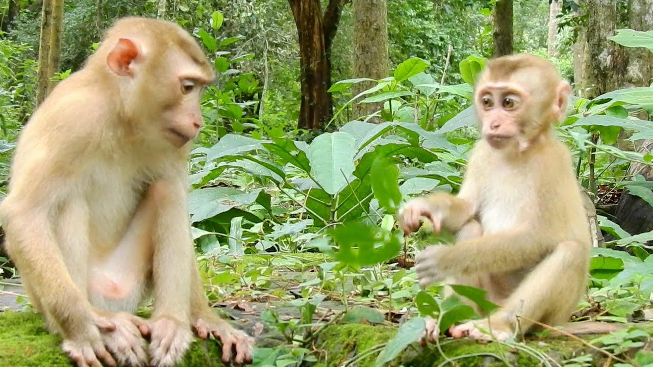 Poor monkey Bruno really joyful with his new life and new home with ...