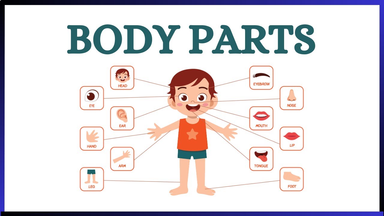BODY PARTS IN ENGLISH | EDUCATIONAL VIDEO FOR BABIES, TODDLERS ...