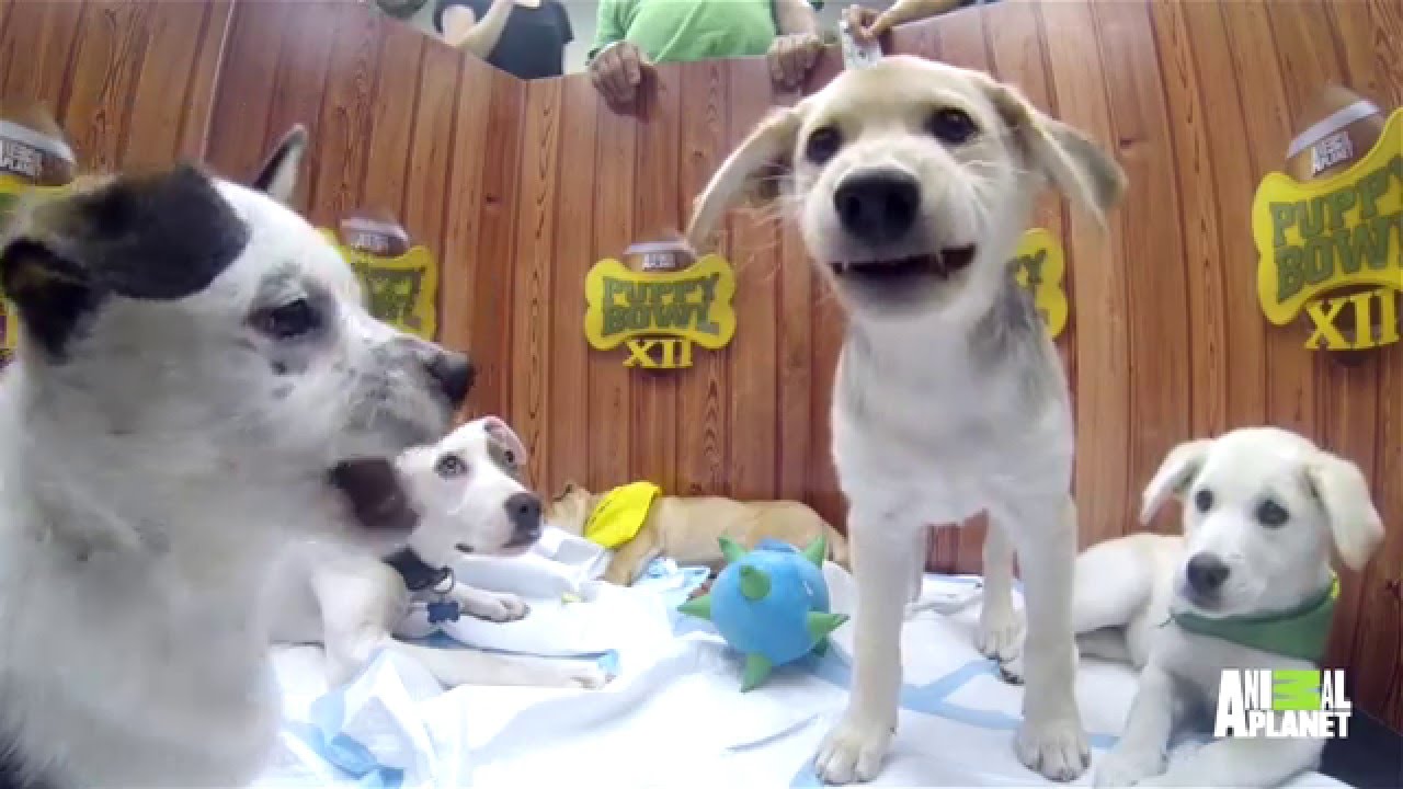 The Secret Puppy Bowl Life of Samoa - YouTube