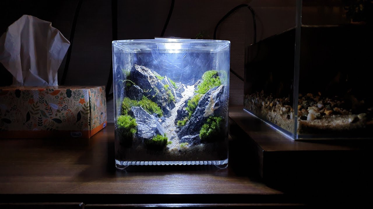 Nano tank terrarium set up, mini terrarium(나노탱크 테라리움 만들기, 나노수조, 미니수조 레이 ...