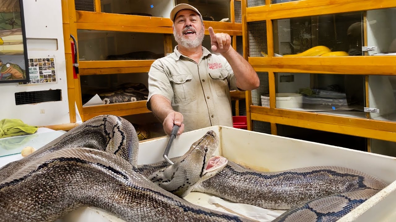 Giant Breeding pythons (RETIC) Almost Get Me & Daughter - YouTube