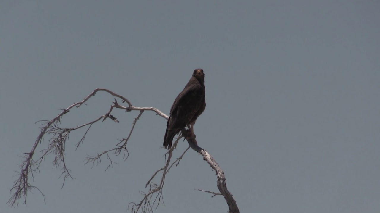 Buse de Gundlach (Buteogallus gundlachii) Cuban Black Hawk - YouTube