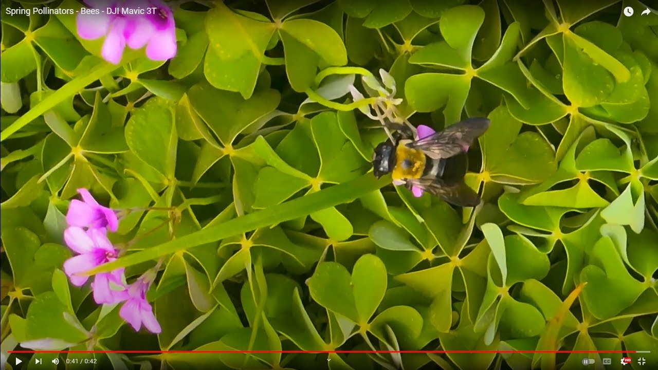 Spring Pollinators - Bees - DJI Mavic 3T - YouTube