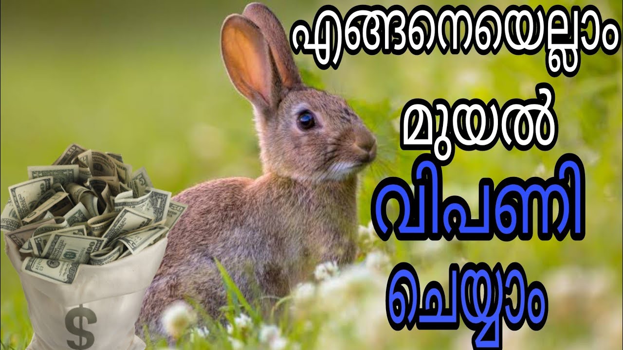 Rabbit marketing | muyal vipani | മുയൽ വിപണി എങ്ങനെ ചെയ്യാം | muyal ...