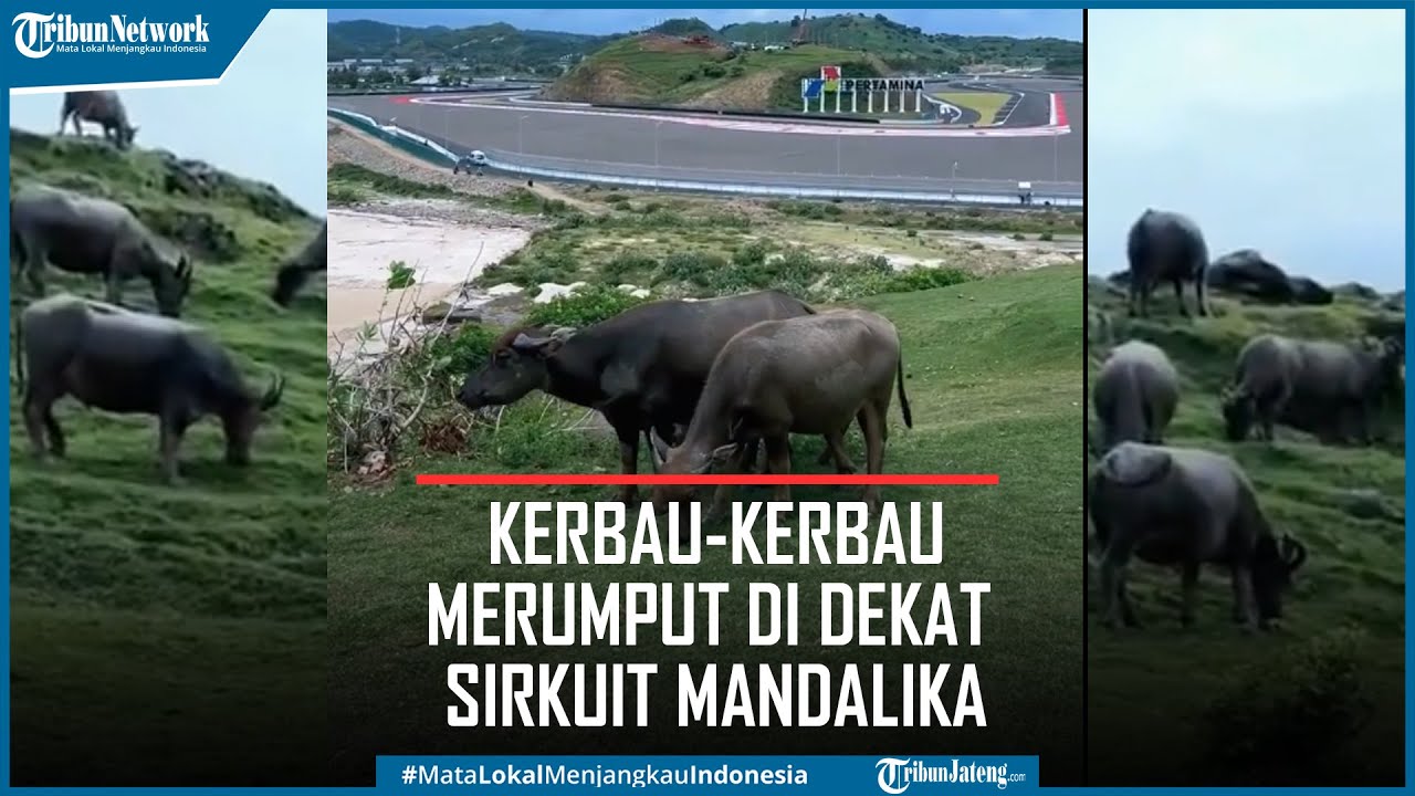 Viral Kerbau-kerbau Merumput di Dekat Sirkuit Mandalika - YouTube