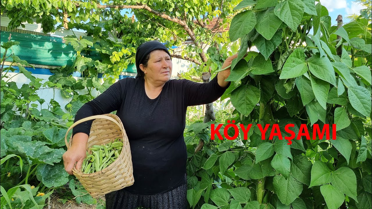 BAMYALARIMI TAZE FASULYE SALATALIK TOPLUYORUM - YouTube