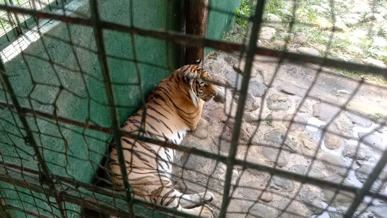 Pugad Adventure Mini Zoo - YouTube