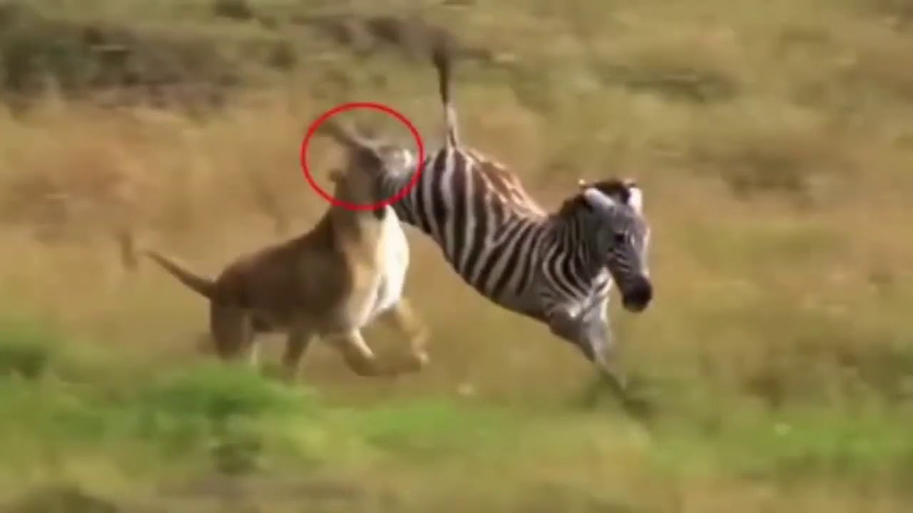 Zebra's strong kicks. Amazing saving - YouTube