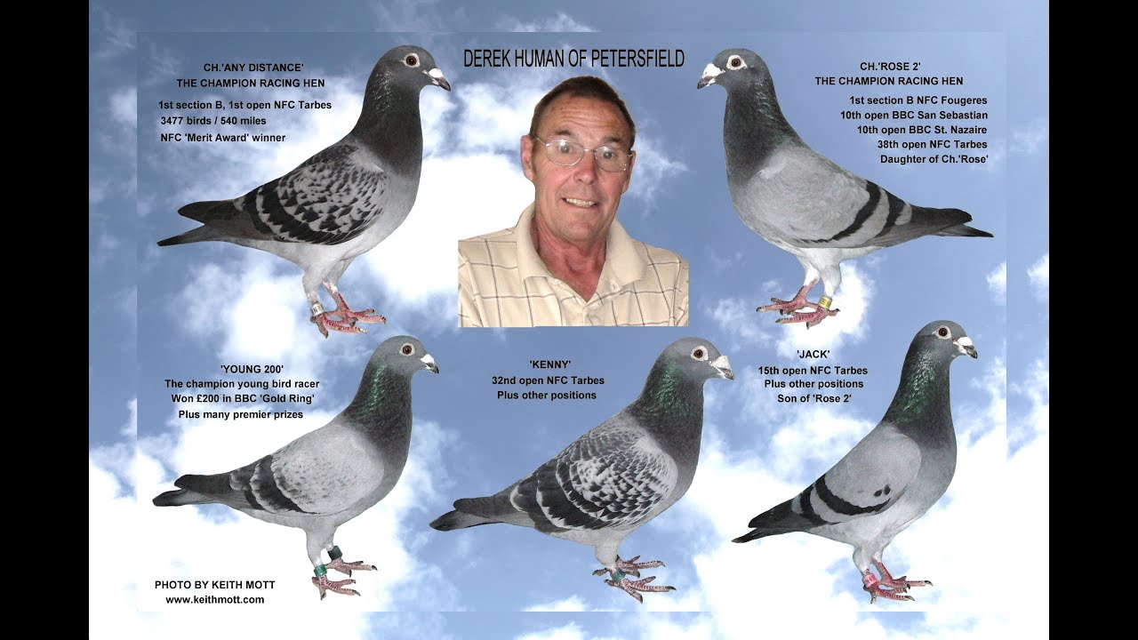 Video 280: Derek Human of Alton: Premier Pigeon Racer - YouTube