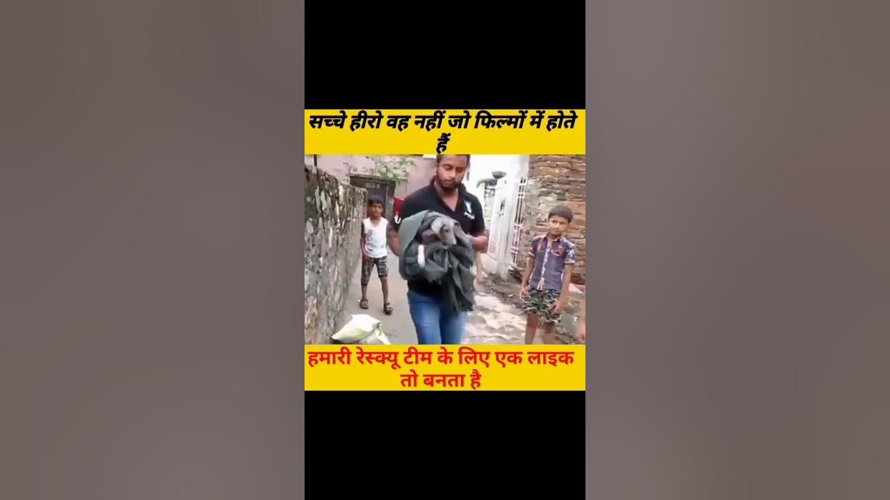 Animal Rescue Near Me rescue respect shorts YouTube animal-rescue-near-me-rescue-respect-shorts-youtube