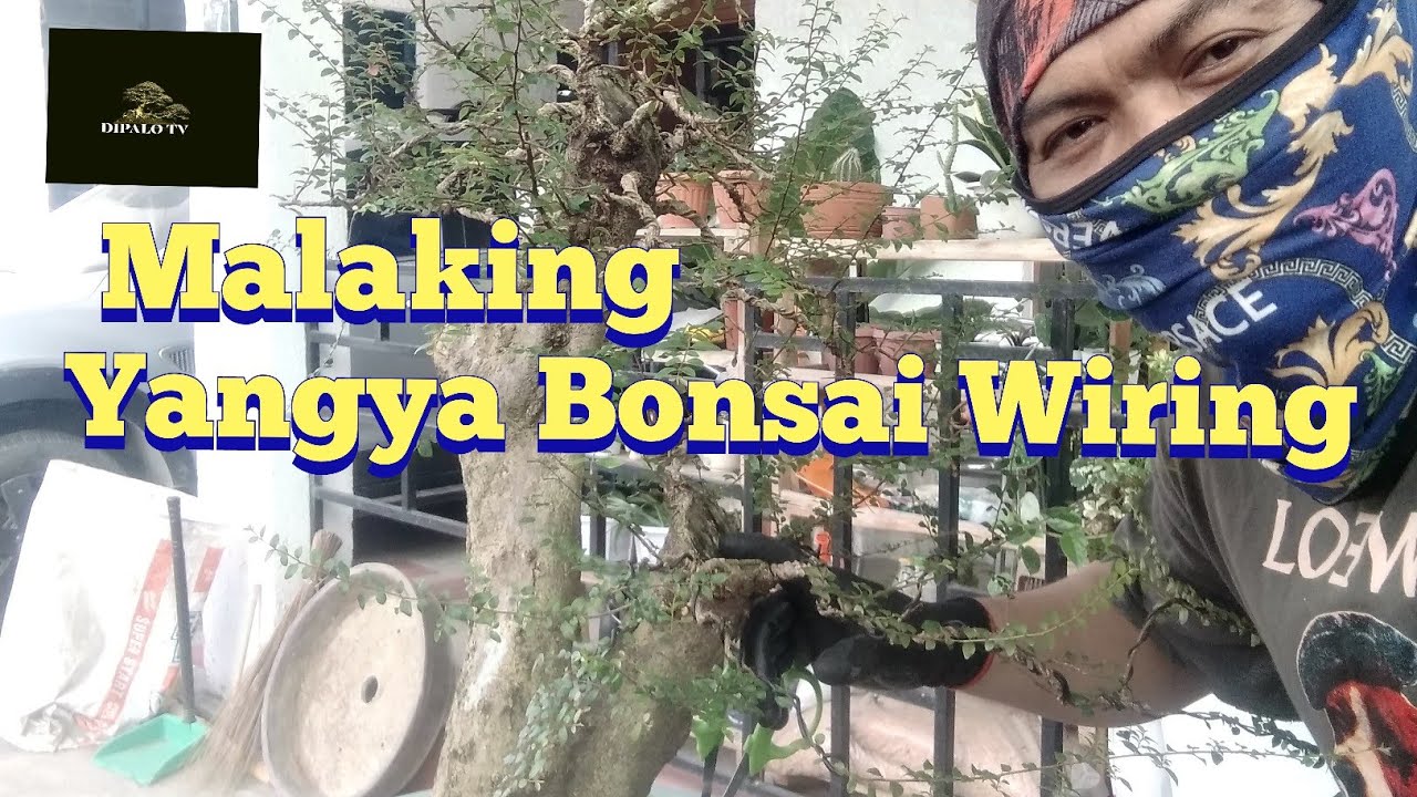Wiring ng Malaking #Yangya Bonsai.@DIPALO TV - YouTube