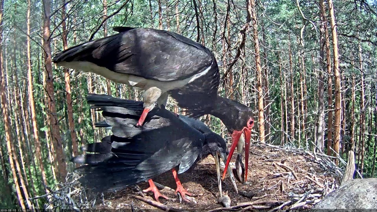 Must-toonekurg~An incredible feeding of Karl II~1:58 PM 2019/08/10 ...