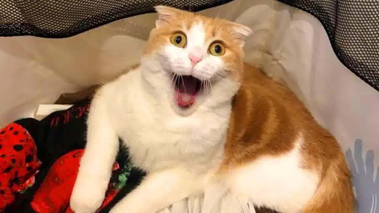 Laugh Out Loud with These Hysterical Cat Videos 🐱 Funny Cats Videos ...