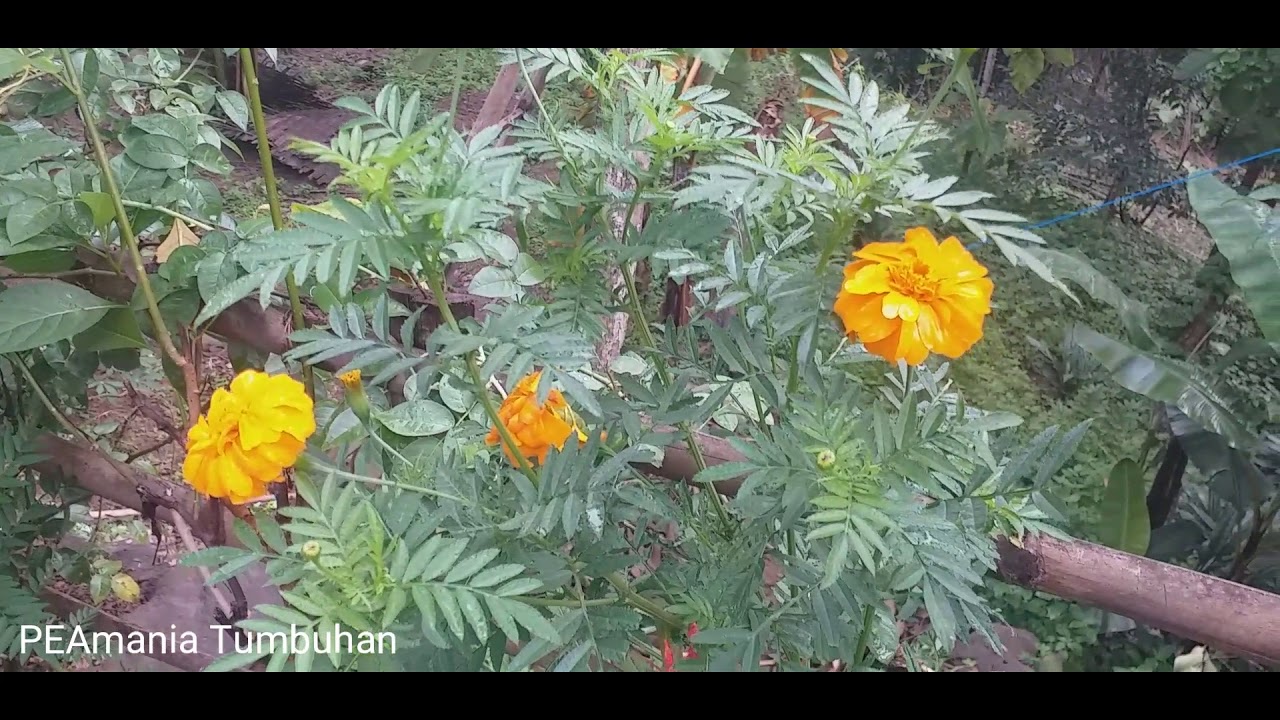 Pohon ningkir belanda - YouTube