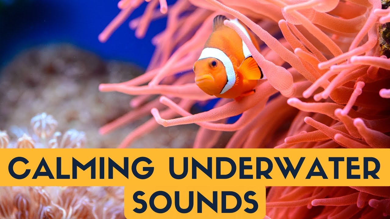 🐢🥰 TURTLE PARADISE 4K Undersea Ambient Nature Relaxation | Meditation ...