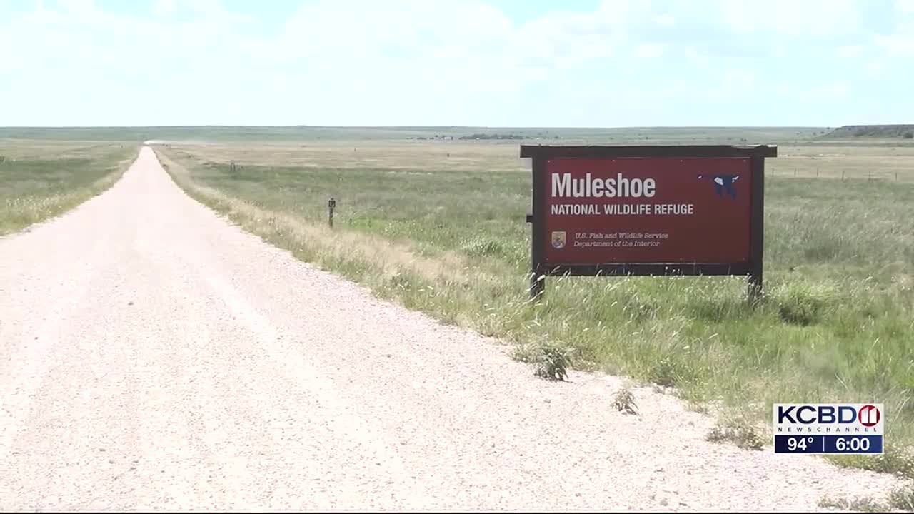 Public meeting over plan to expand Muleshoe National Wildlife Refuge (6 ...