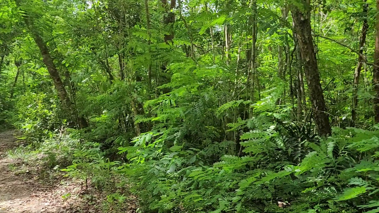 Bosque Cambalache 3 Arecibo, Puerto Rico. Julio 2021 - YouTube