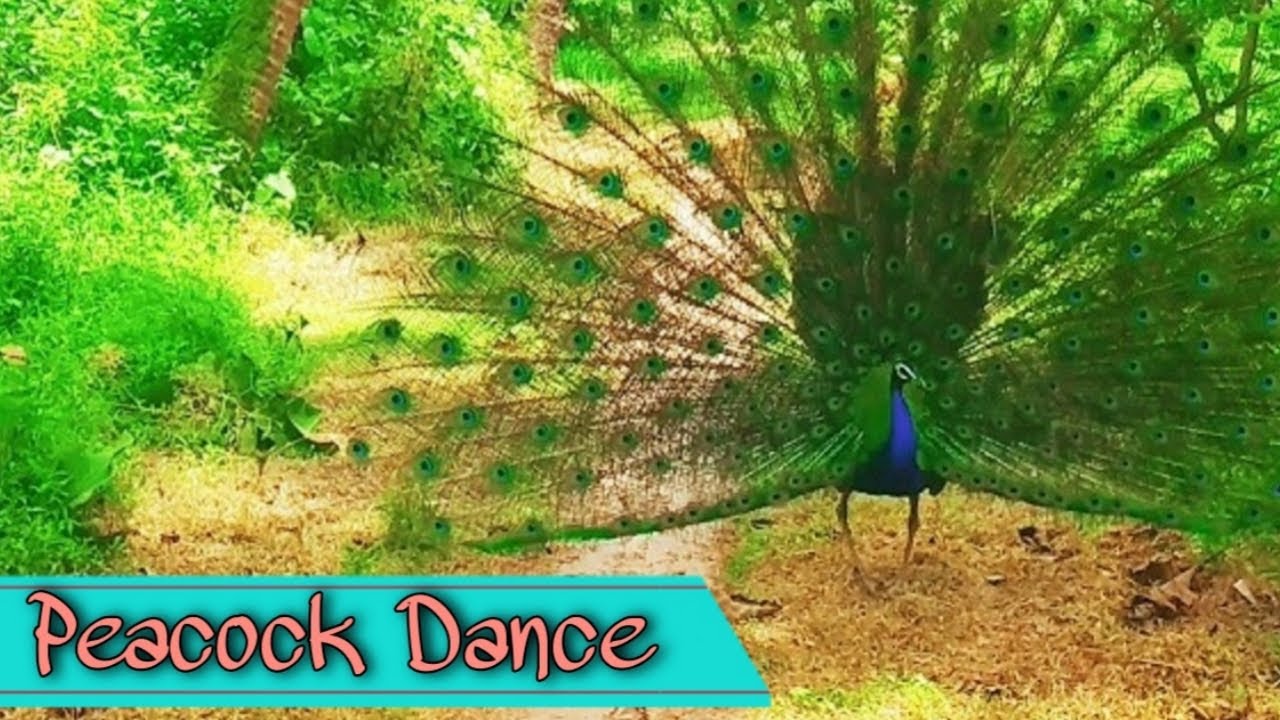 Amazing Peacock Dance - YouTube