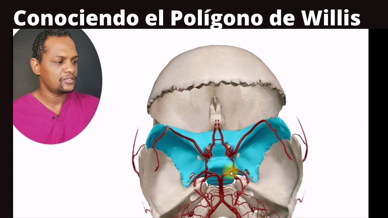 Conociendo el Polígono de Willis - YouTube