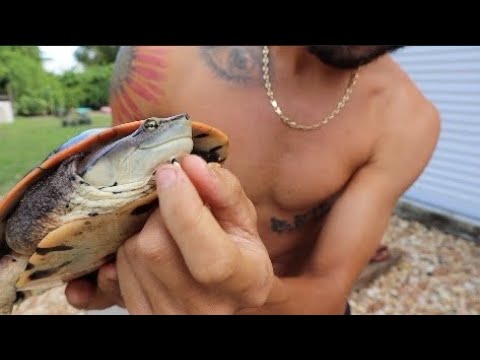 Catching and flipping turtles & tortoises on the ranch! HUH ? - YouTube