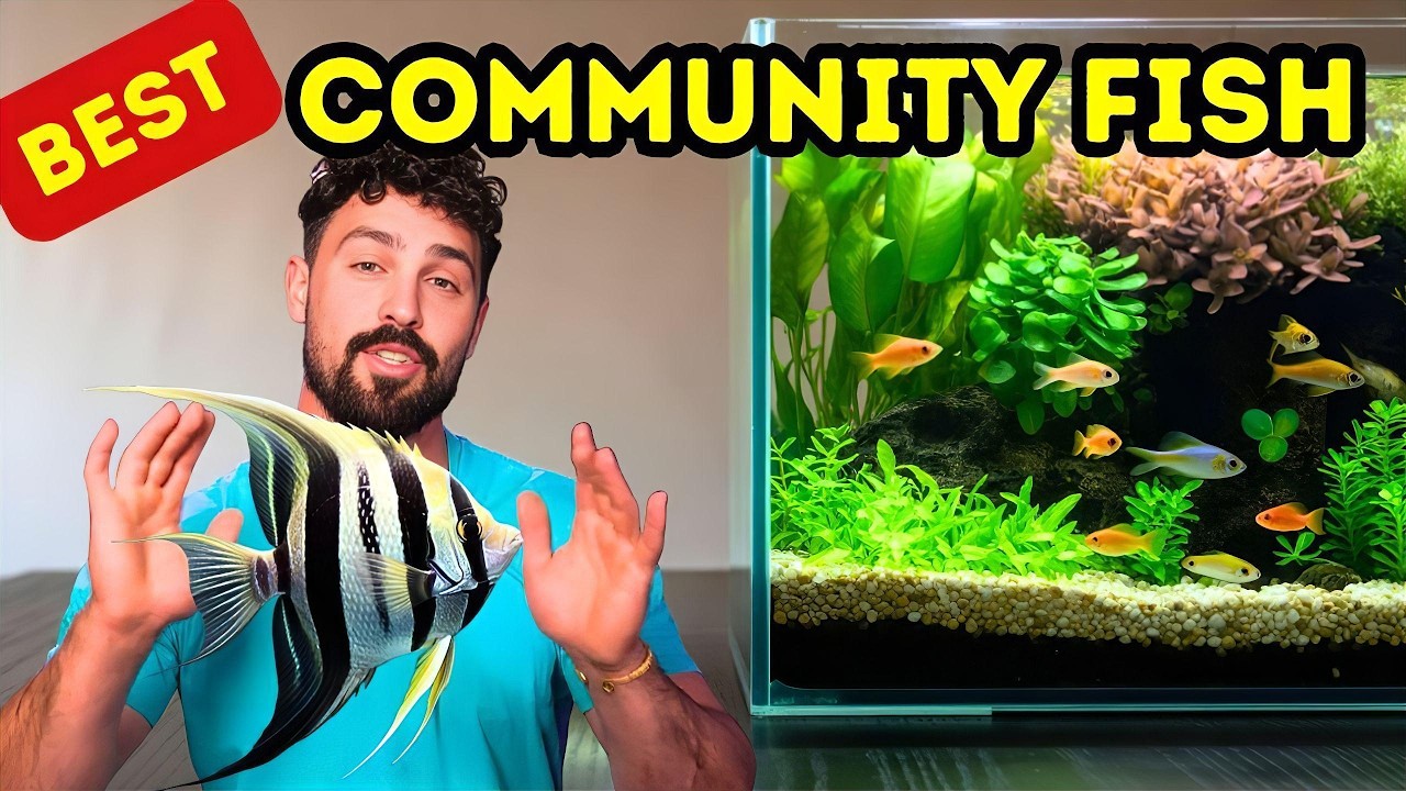 Top 6 Fish Every Community Tank Needs - YouTube