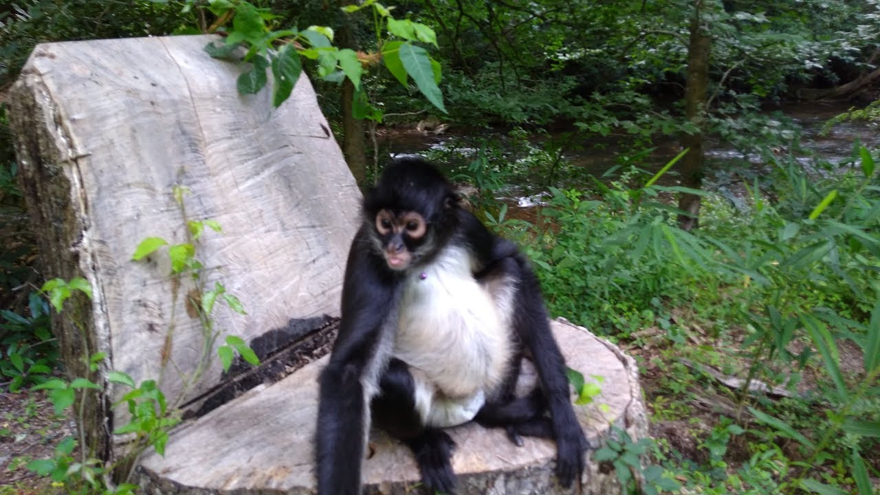 Pet Monkey tries to ride dog, Spanky Spider Monkey - YouTube