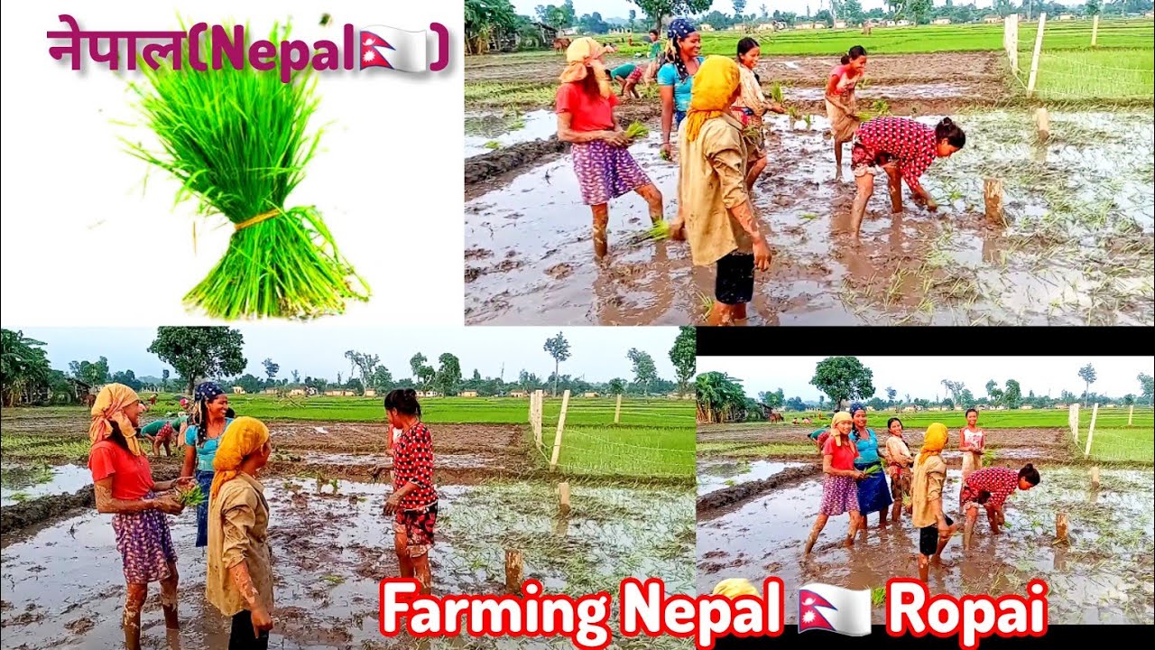 From Seed to Harvest | Nepali Agriculture Unveiled | Dhangadhi Kailali ...
