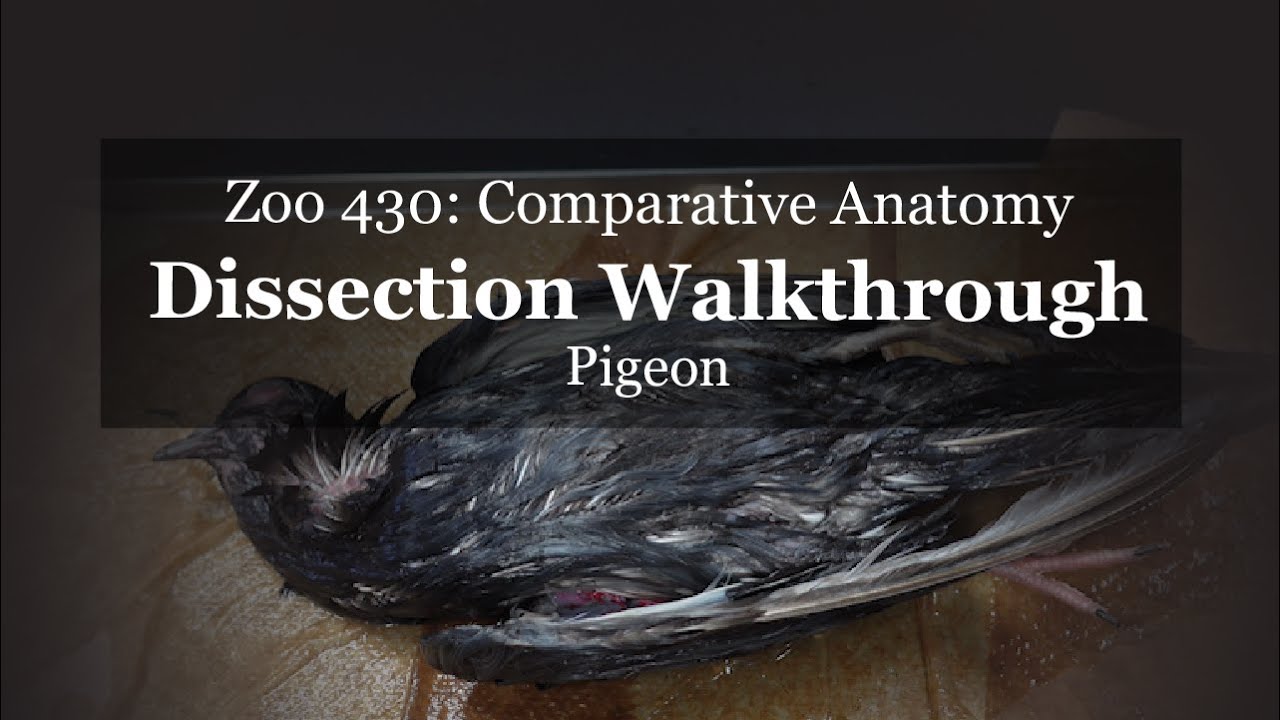 Pigeon Dissection Guide