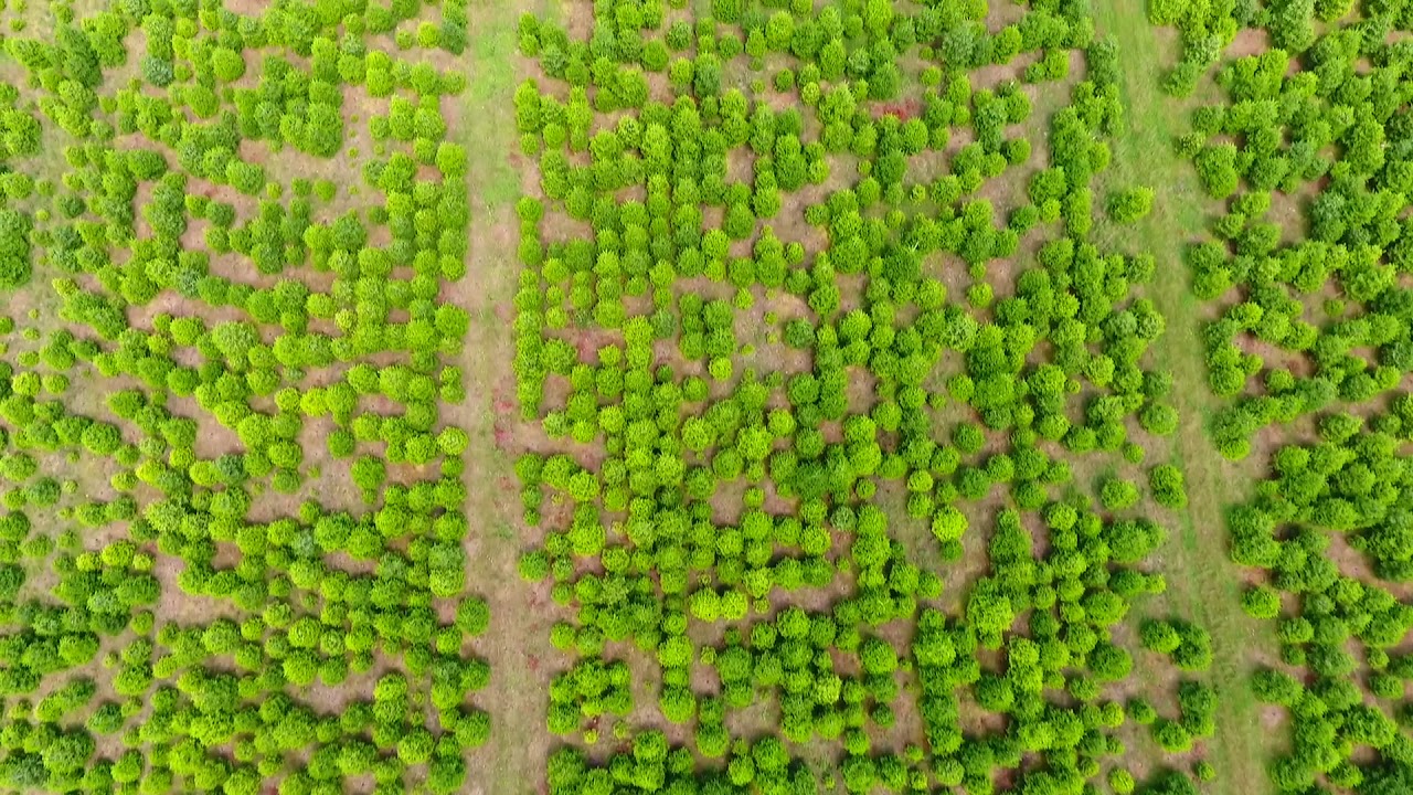 Champ de sapin en Vendée vue du drone - YouTube