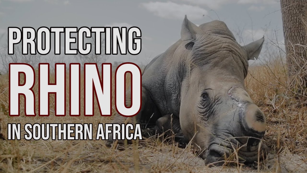 PROTECTING RHINO in Southern Africa - YouTube