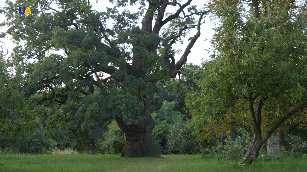 Thousand Year Old Oak Tree | Unexplored Ukraine - YouTube