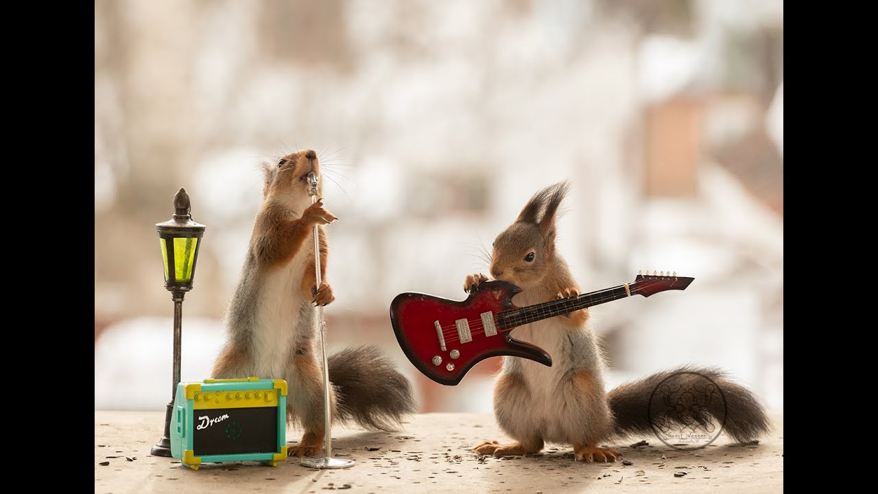 Red squirrels playing peace concerts on tiny music instruments - YouTube