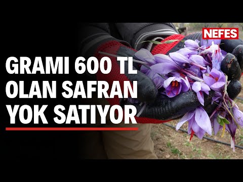 Malatya'da gramı 600 TL olan safran yok satıyor