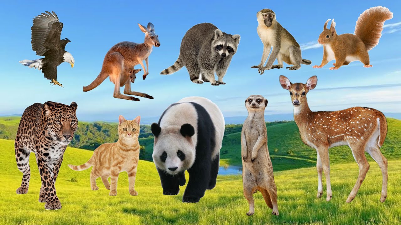 LOVELY ANIMAL SOUNDS - lynx cheetah kitten jaguar orangutan | Animal ...