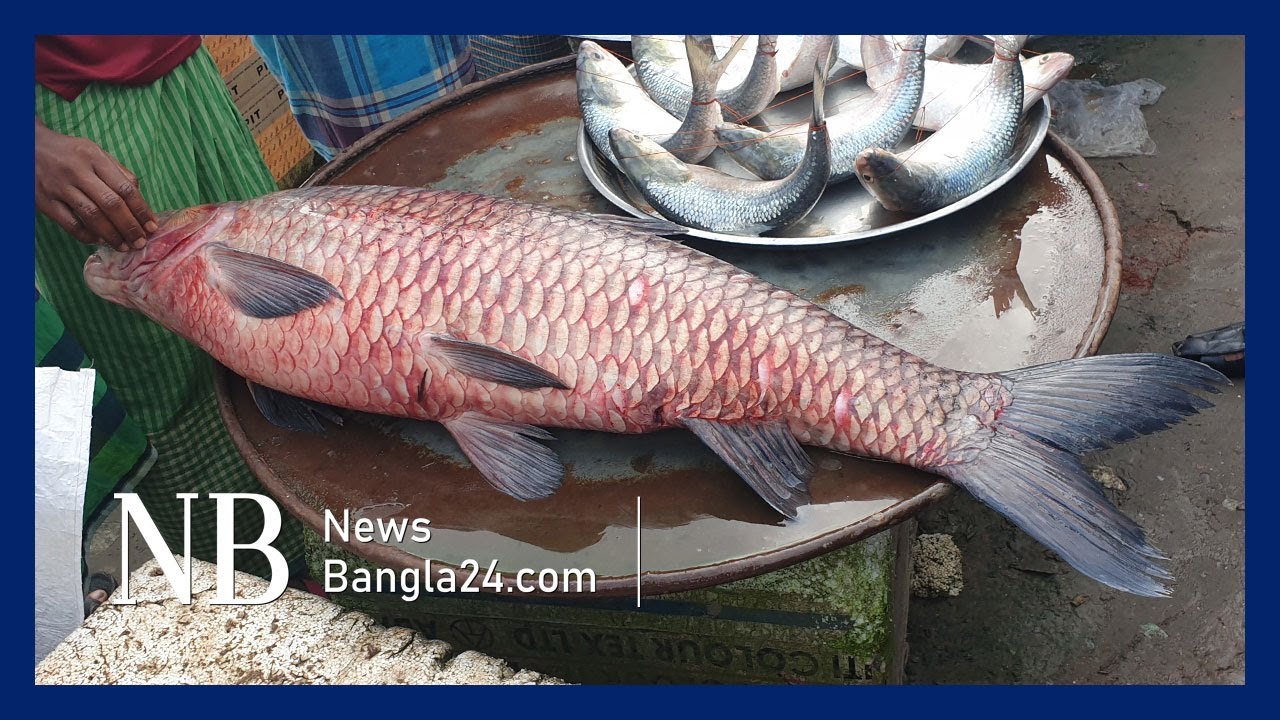 পদ্মায় ধরা পড়ল মহাশোল | Mahseer Fish in Padma River - YouTube