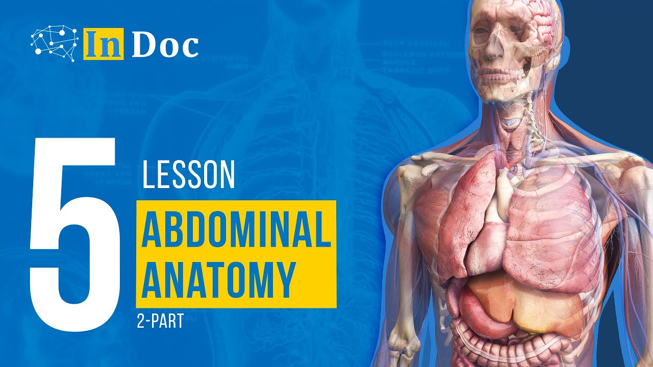 5-lesson. Abdominal anatomy - YouTube