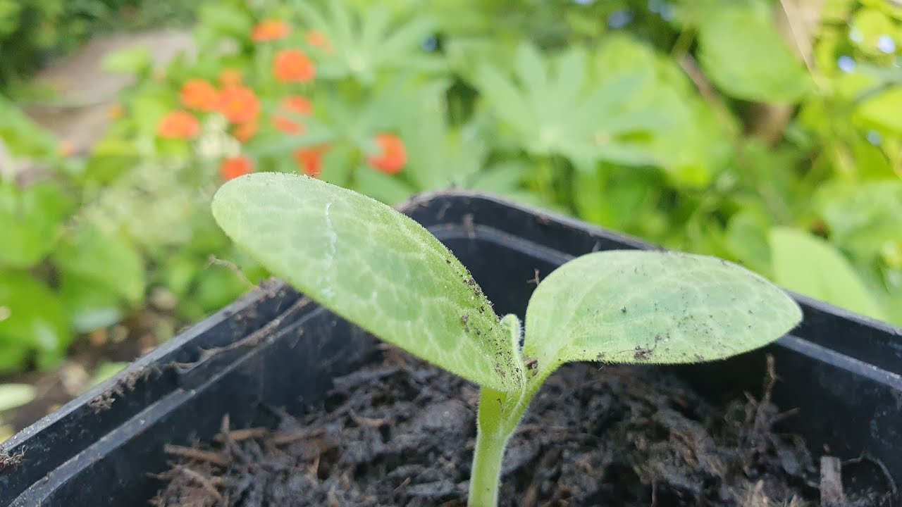 Creating a mini Munchkin Pumpkin Patch with seeds we collected last ...