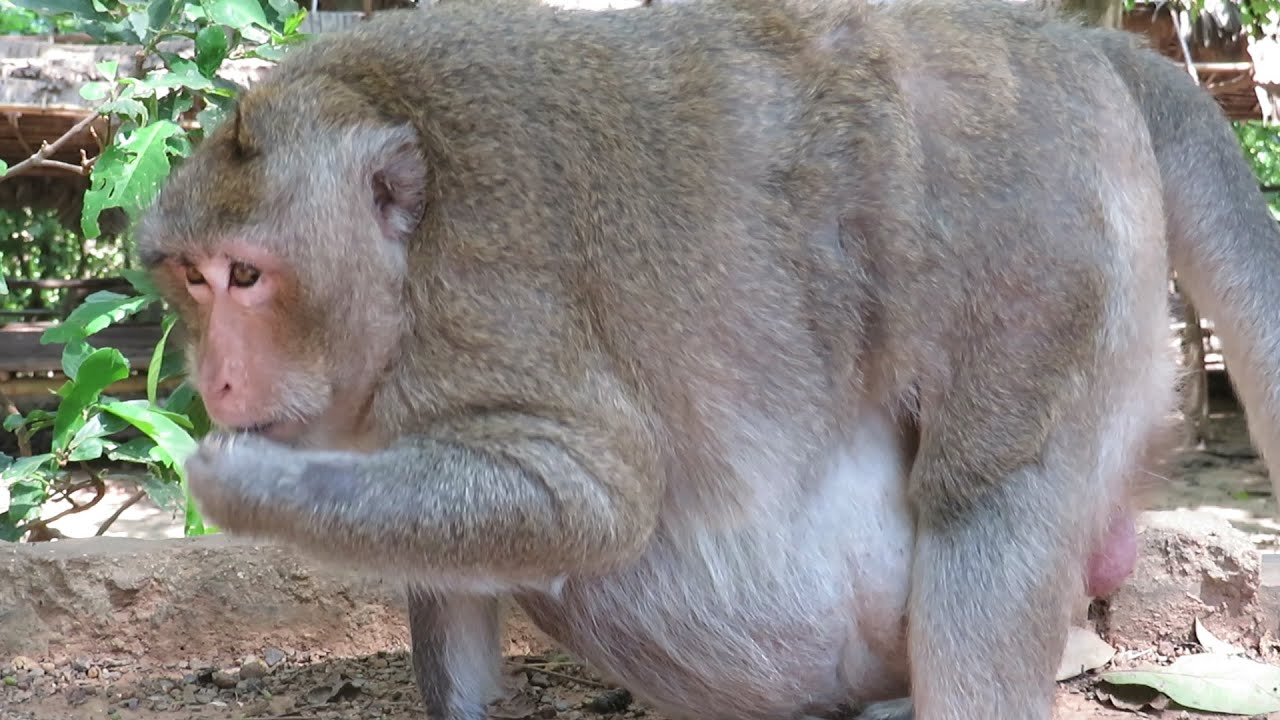 Charlie Monkey eat beans at the morning - YouTube