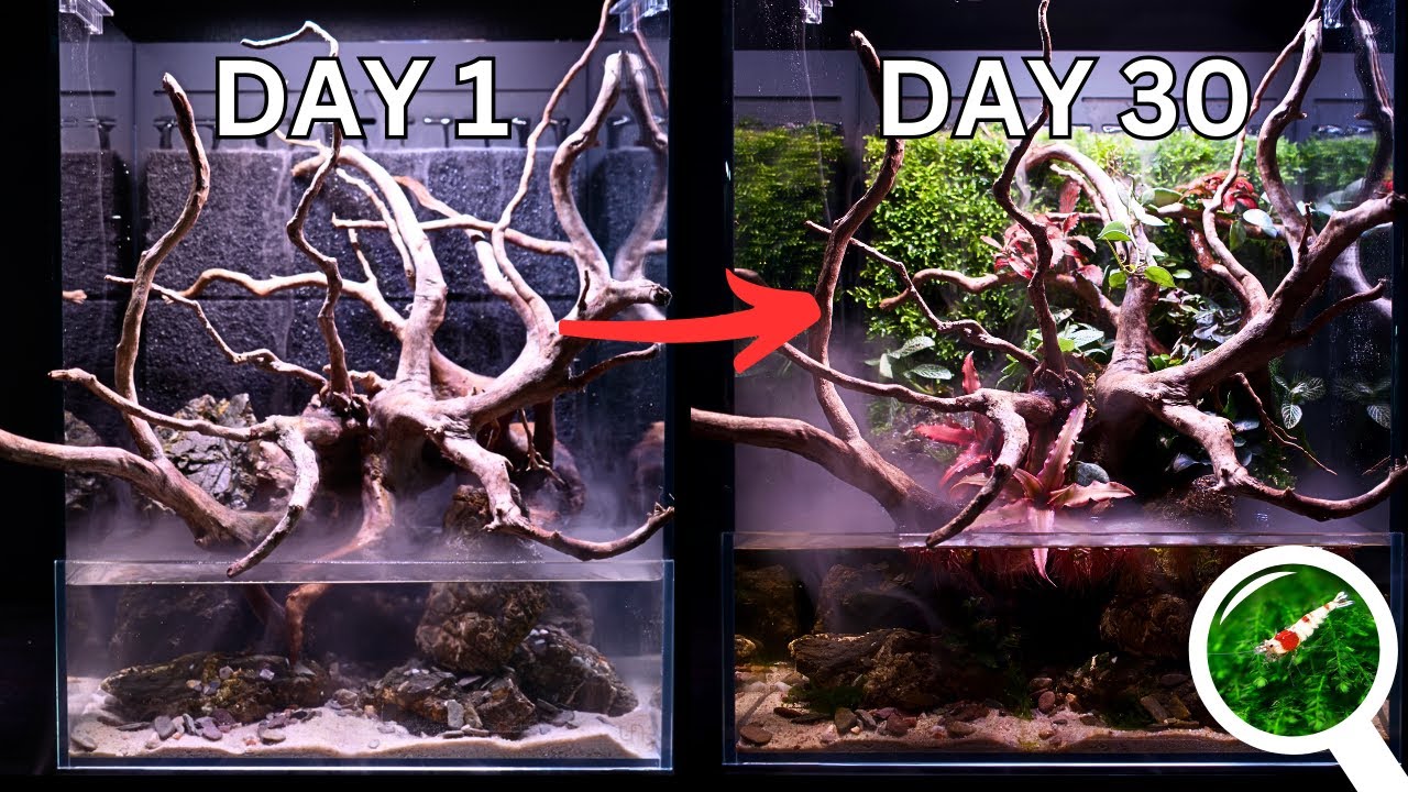 I MADE A SELF-SUSTAINING PALUDARIUM FOR BEAUTIFUL SHRIMP - YouTube