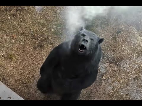 40 Kilo Kokain Yiyen Ayı İnsanları Avlamaya Başlıyor! Film ÖZETİ!