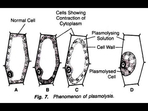 Plasmolysis | Ch 5 Cell Topic 5.2.2 [Activity 5.6] | NCERT Class IX ...