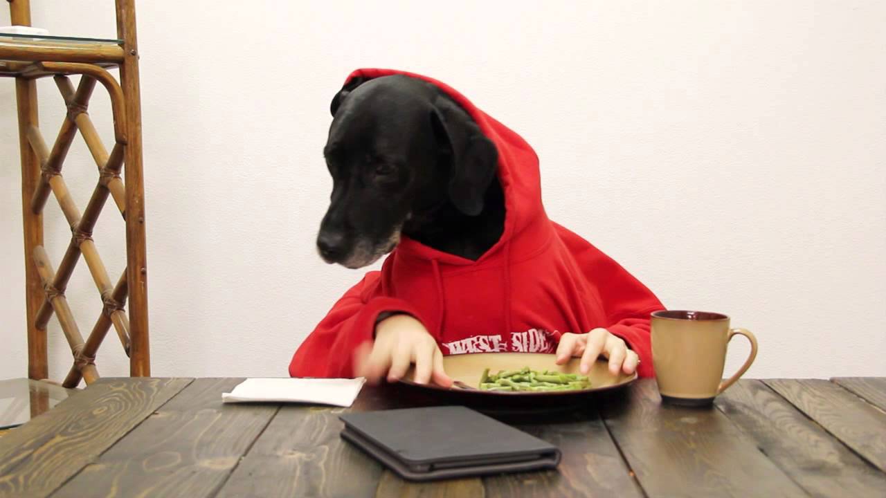Dog Eating with Hands! - YouTube
