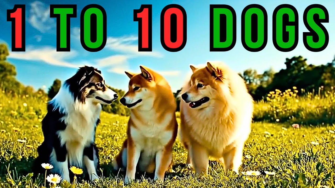 Count to 10 with Dogs! | Learn Numbers 1-10 | Fun Kids Counting Song ...