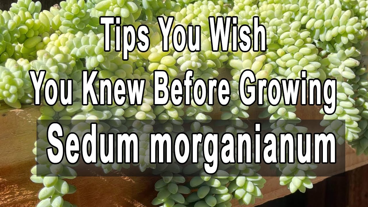 Gardening Tips You Wish You Knew Before Growing Sedum morganianum - YouTube
